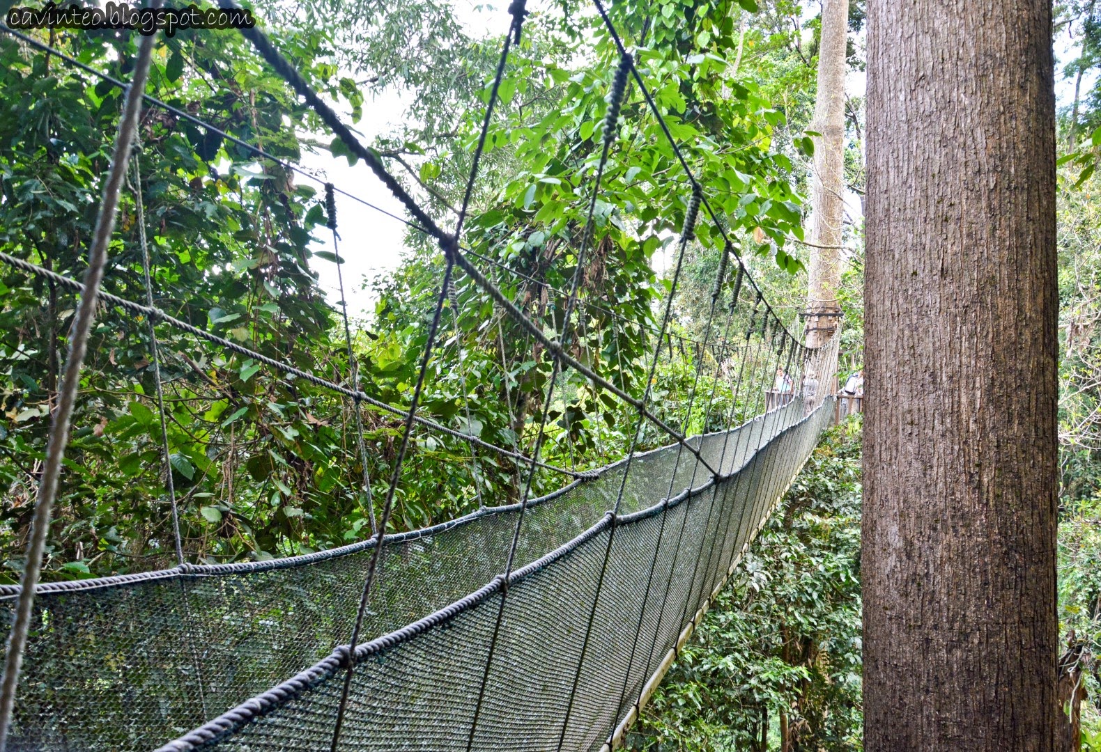 Canopy Walk Kota Kinabalu